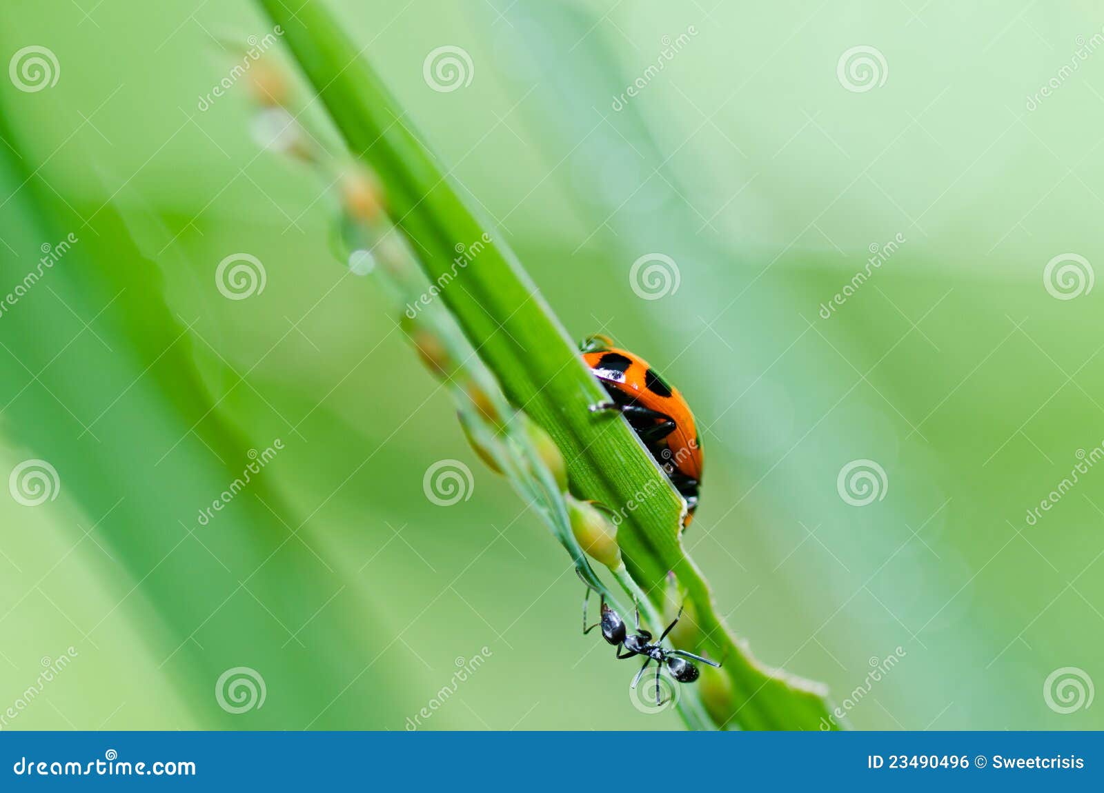 Ladybug in green nature stock photo. Image of tiny, colorful - 23490496