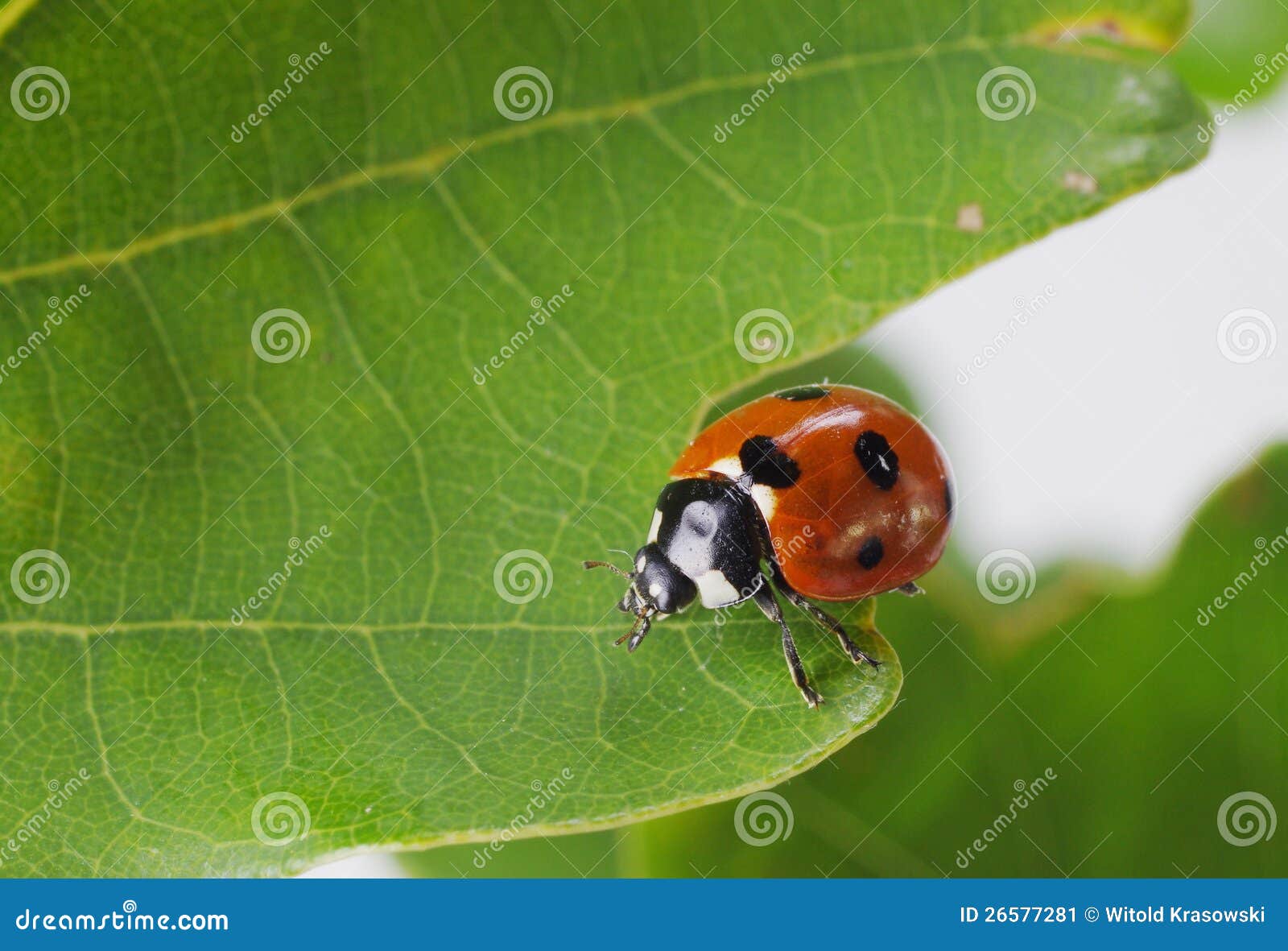 Ladybug on green plant stock image. Image of freshness - 26577281