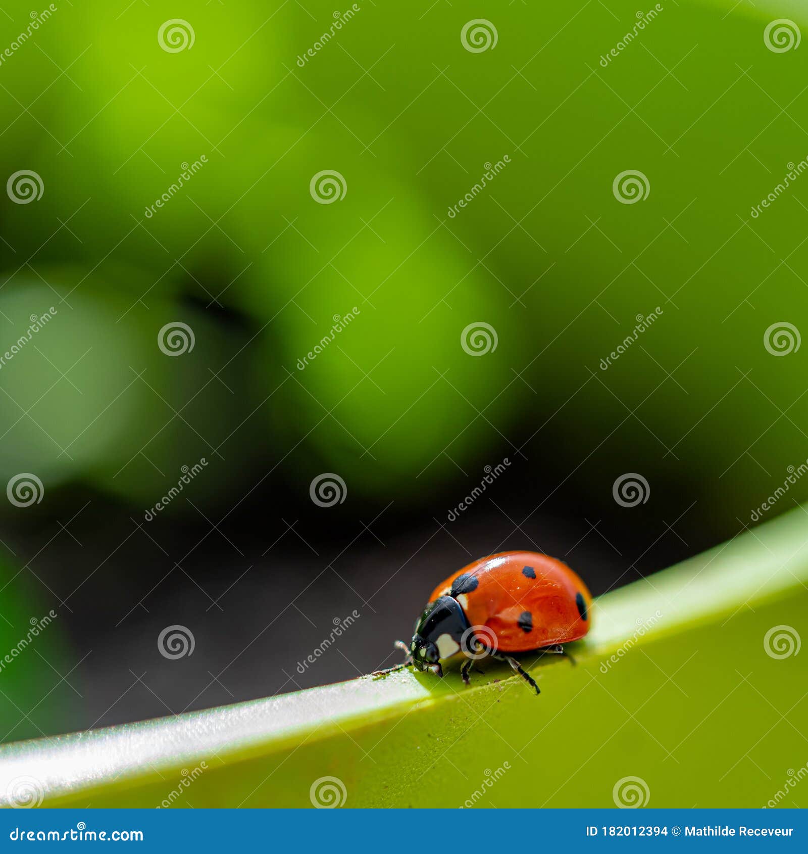 Ladybug on a green pot stock photo. Image of spring - 182012394