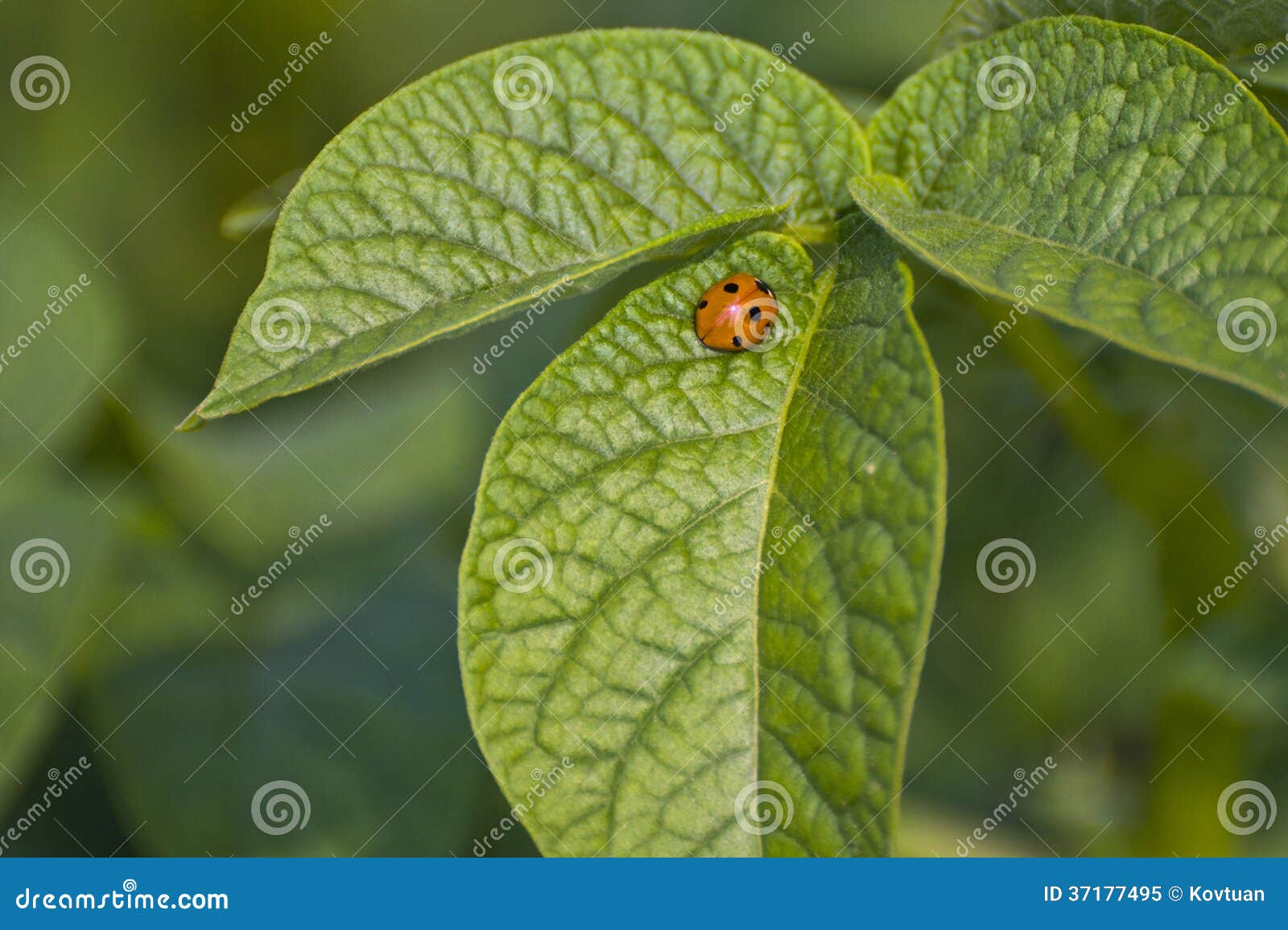 Ladybug on Green Potato Leaves Stock Image - Image of field, wings ...