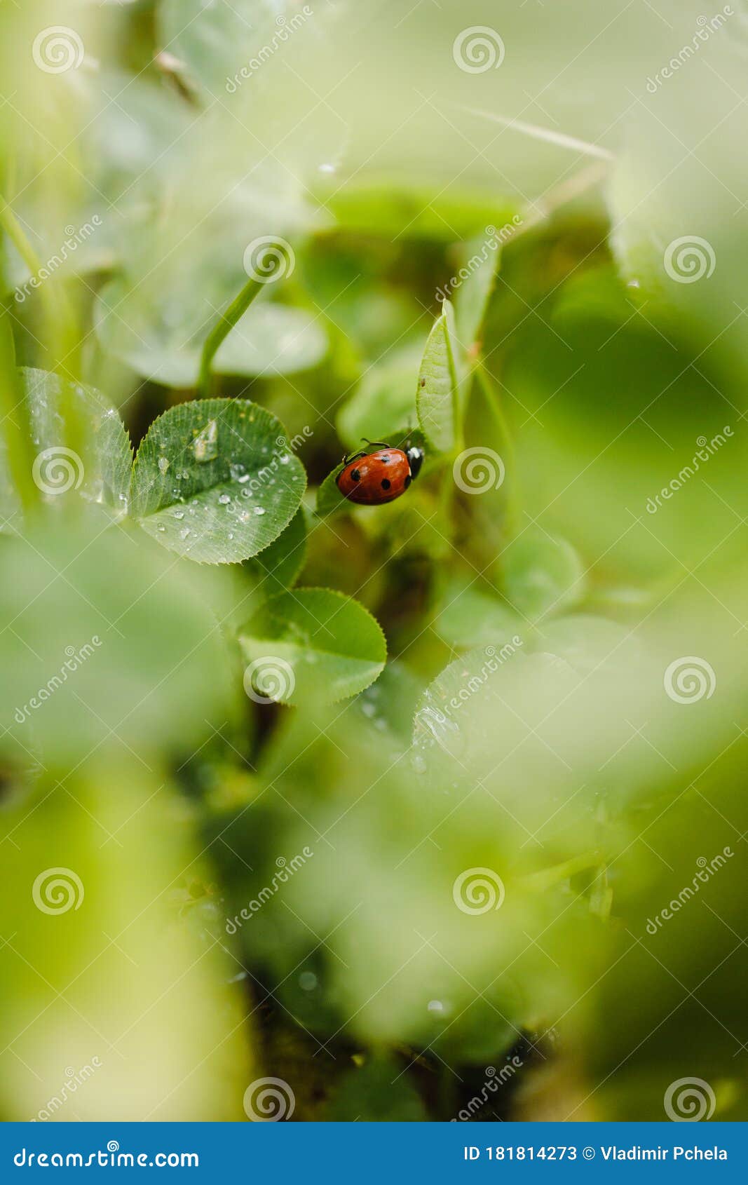Ladybug In The Green Royalty-Free Stock Photography | CartoonDealer.com ...