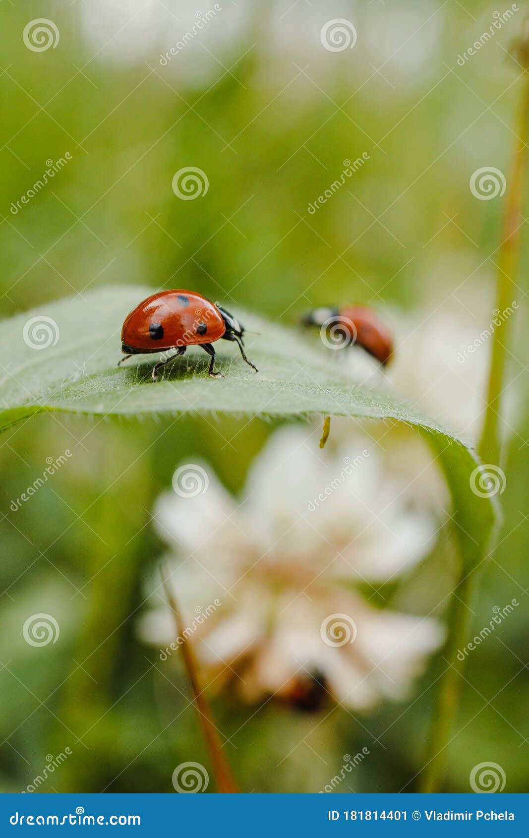 Ladybug in the green stock image. Image of doggy, pembroke - 181814401