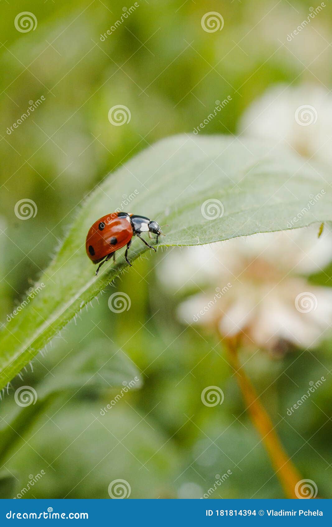 Ladybug in the green stock photo. Image of fluffy, pembroke - 181814394