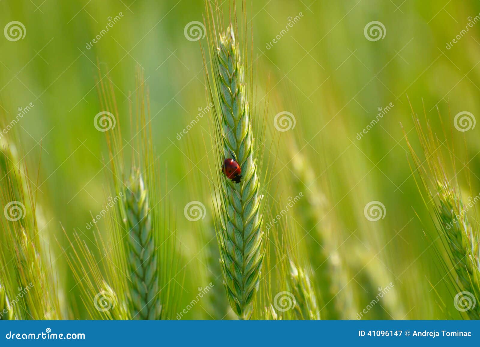Ladybug On Wheat Field Stock Photo | CartoonDealer.com #74645022