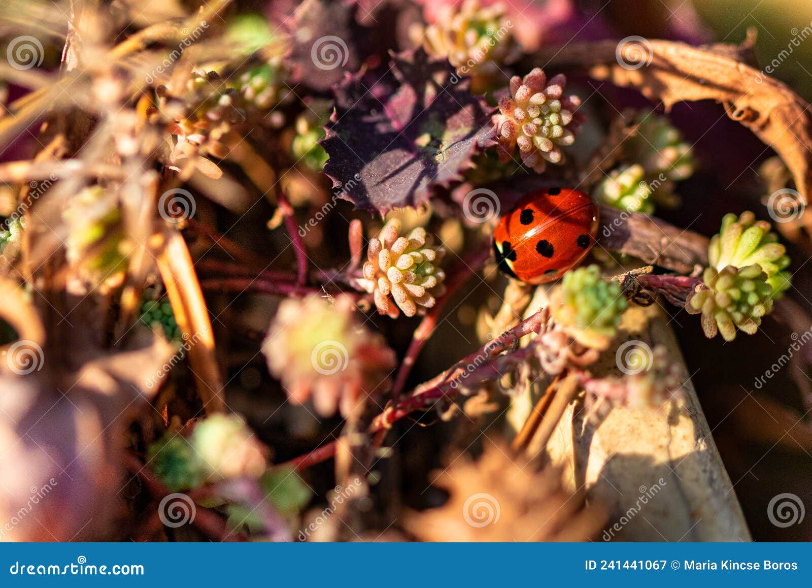 Ladybug on the ground stock image. Image of farm, autumn - 241441067