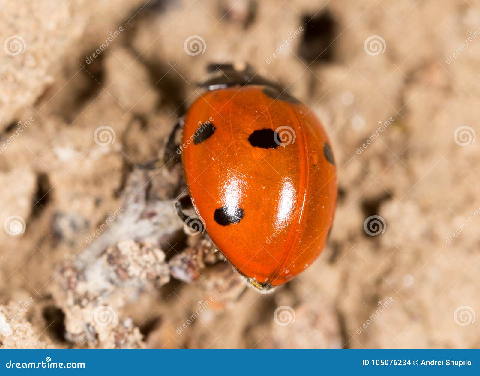 Ladybug on the Ground in Nature Stock Photo - Image of dried, ladybug ...