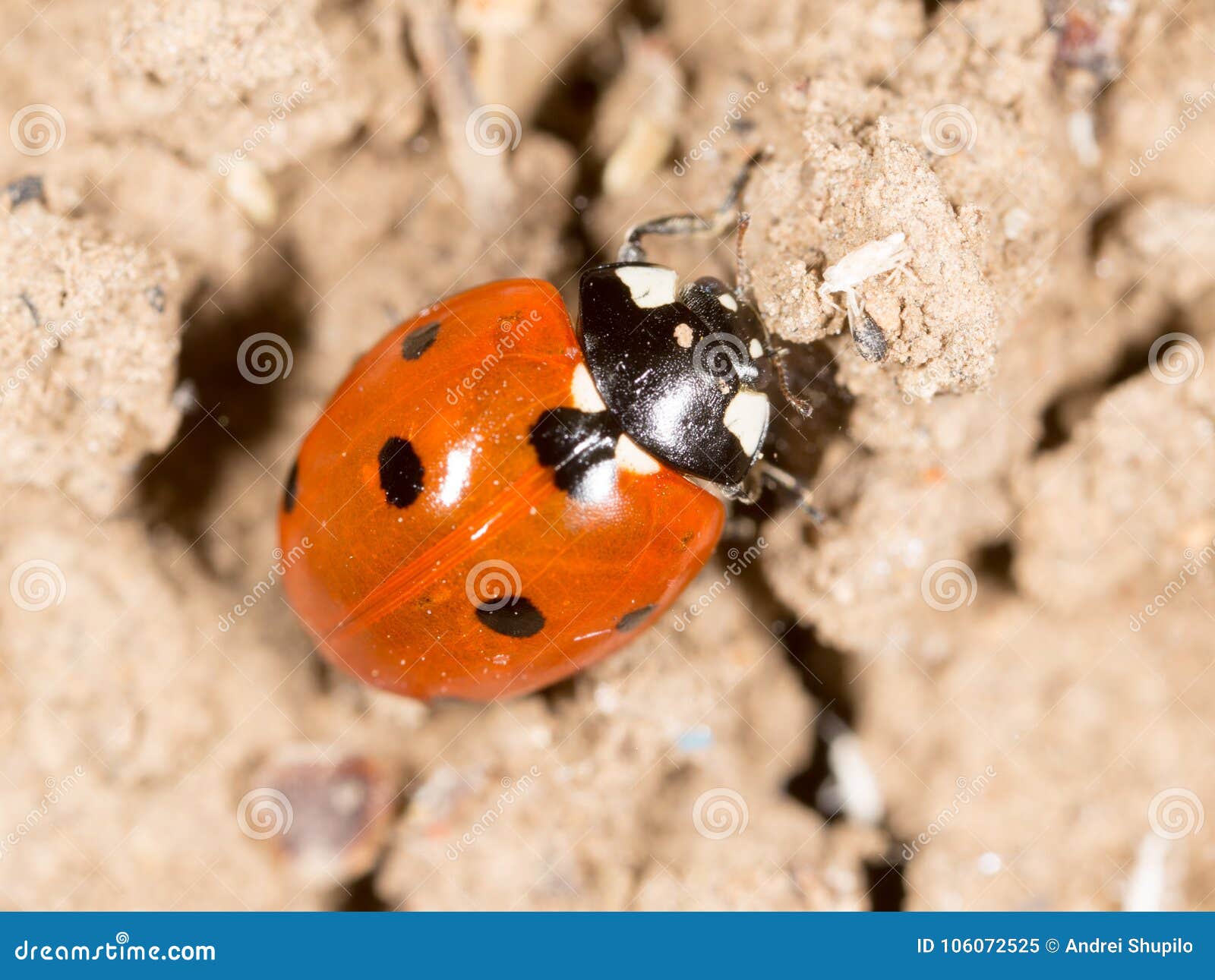 Ladybug on the Ground in Nature Stock Image - Image of scene, spring ...
