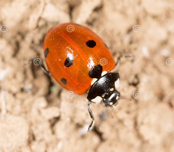 Ladybug on the Ground in Nature Stock Photo - Image of point, close ...