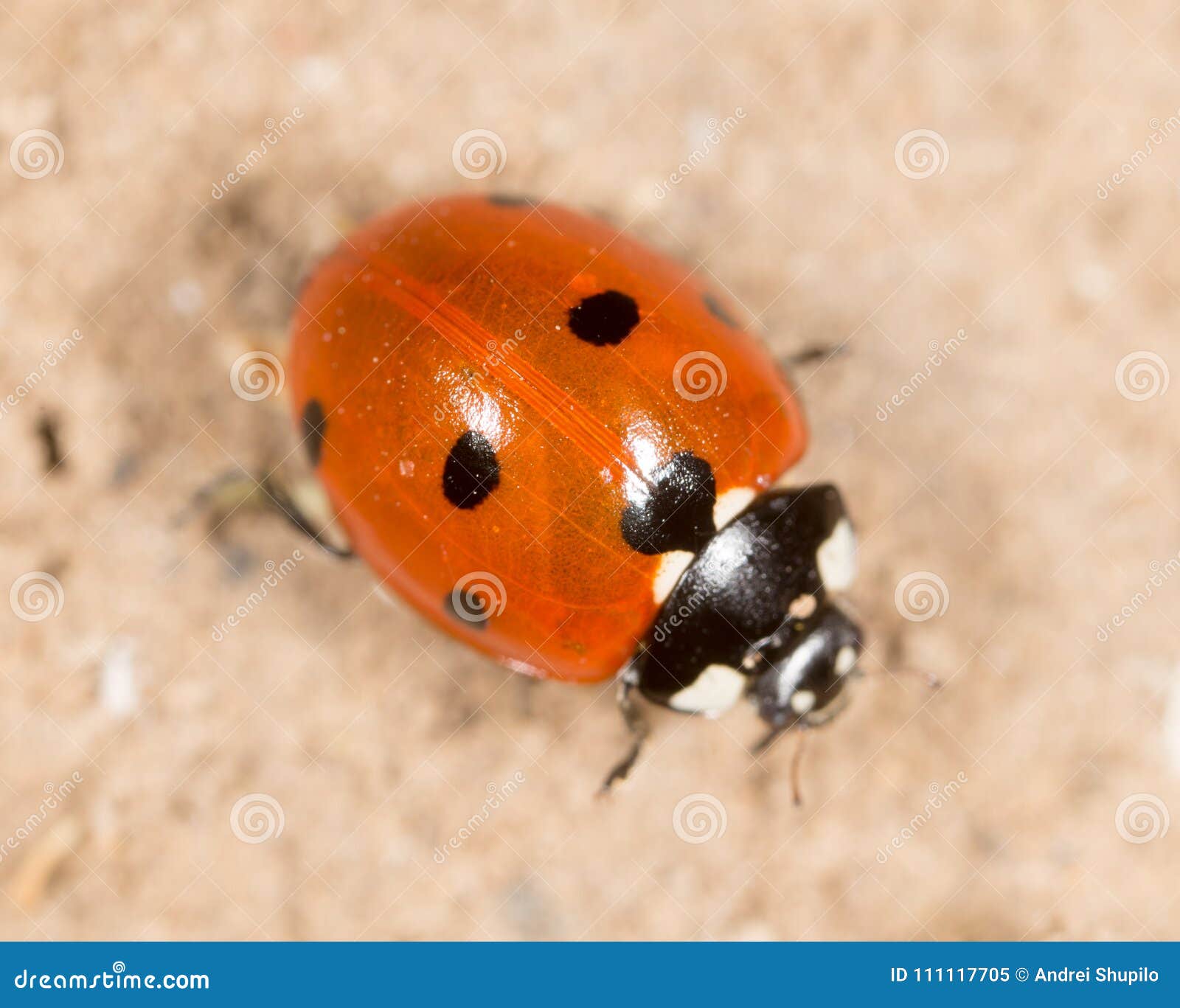 Ladybug on the Ground in Nature Stock Image - Image of ladybug, close ...