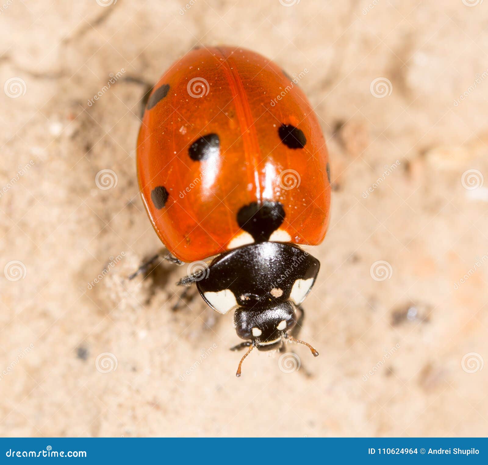 Ladybug on the Ground in Nature Stock Photo - Image of desert, drought ...