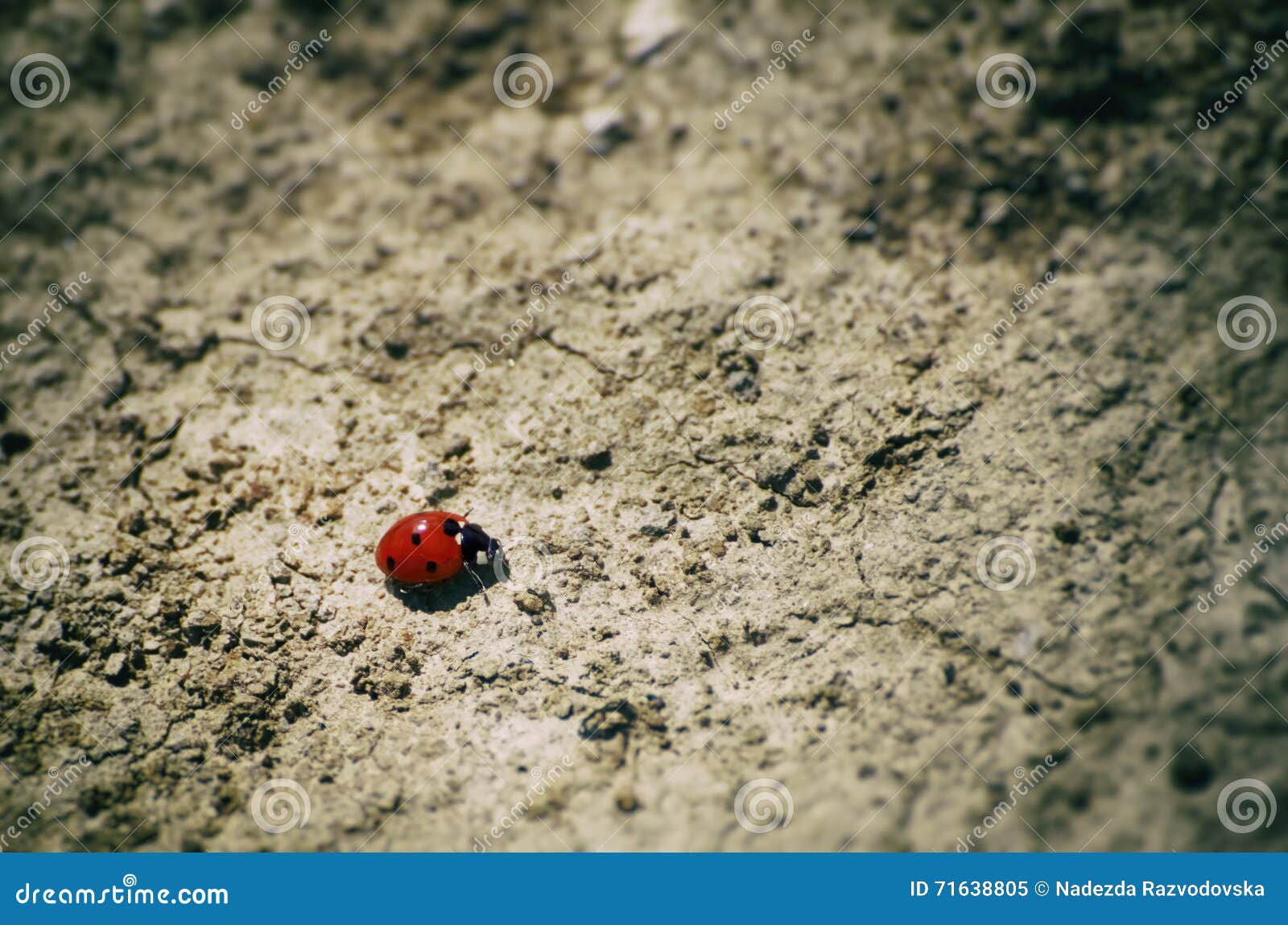 Ladybug at Ground stock image. Image of nature, beetle - 71638805