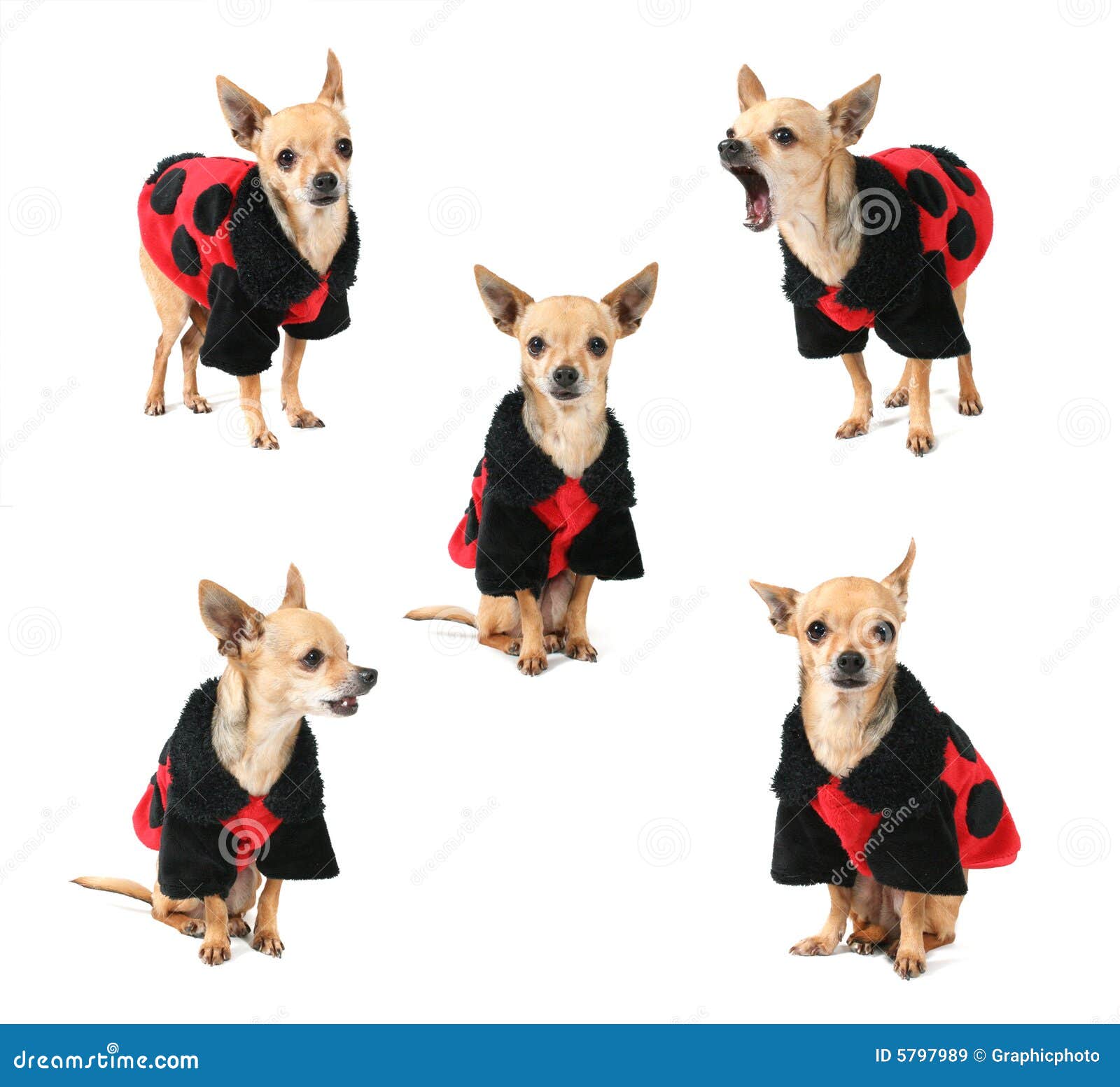 Ladybug group stock image. Image of collage, cute, purebred - 5797989