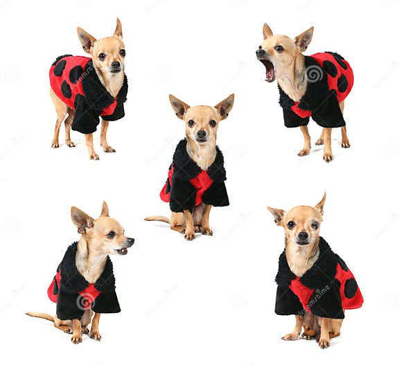 Ladybug group stock image. Image of collage, cute, purebred - 5797989