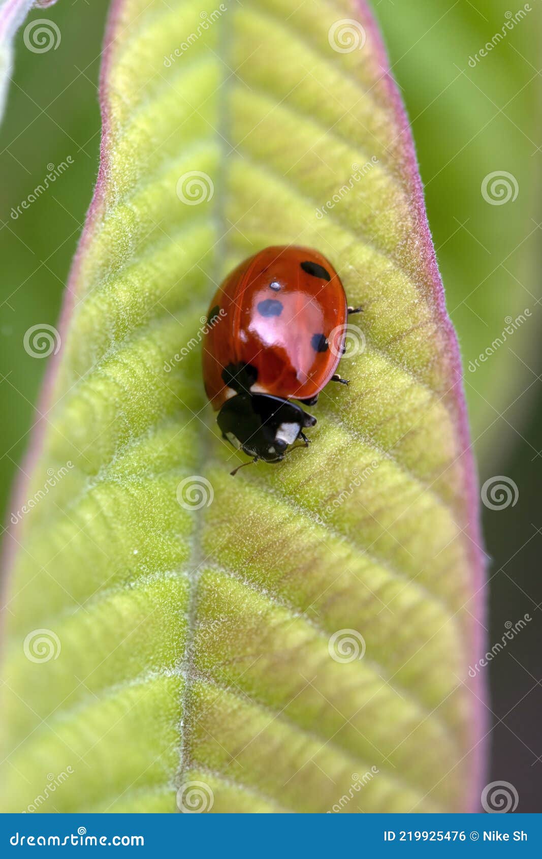 Lady bug stock photo. Image of closeup, wildlife, environment - 219925476