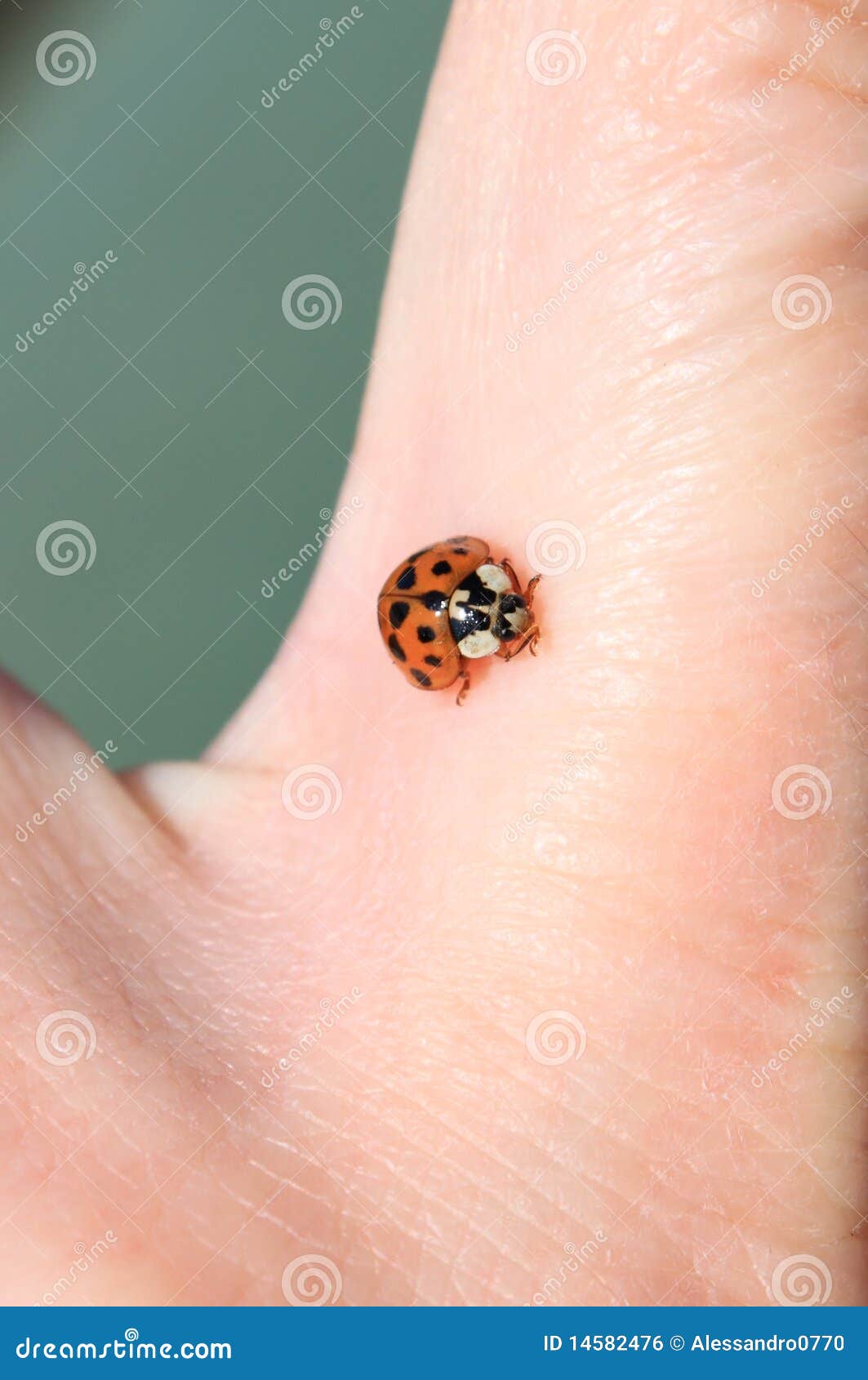 Ladybug on a hand stock photo. Image of macro, hand, spotted - 14582476