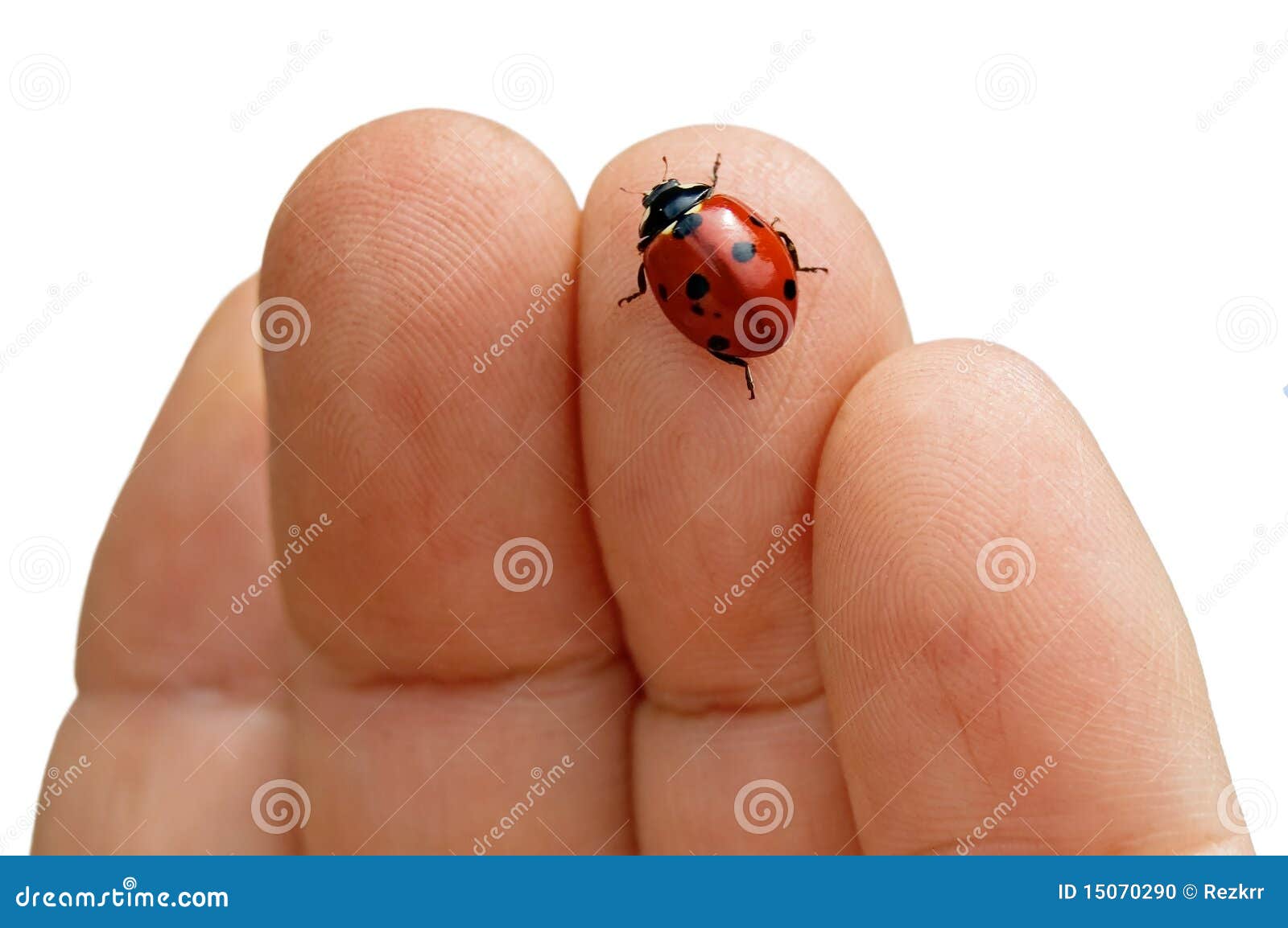 467 Bright Red Ladybug Hand Stock Photos - Free & Royalty-Free Stock ...