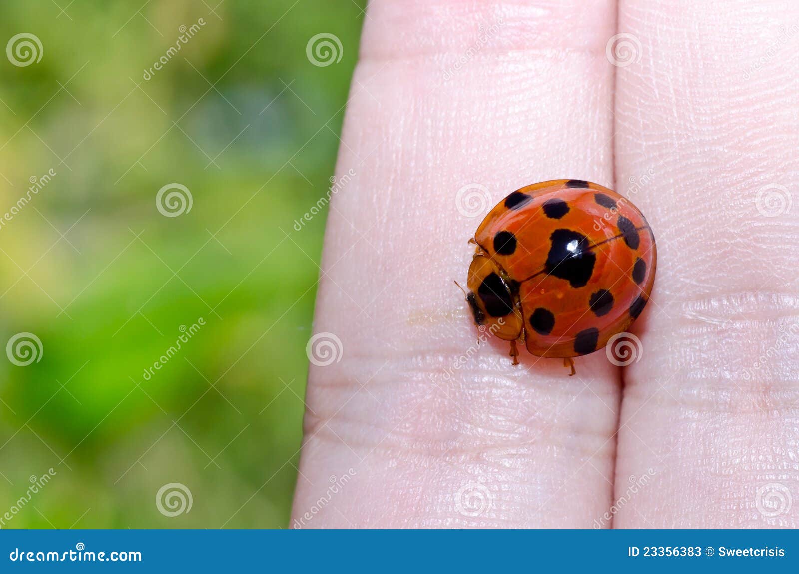Ladybug in hand stock image. Image of light, nature, garden - 23356383