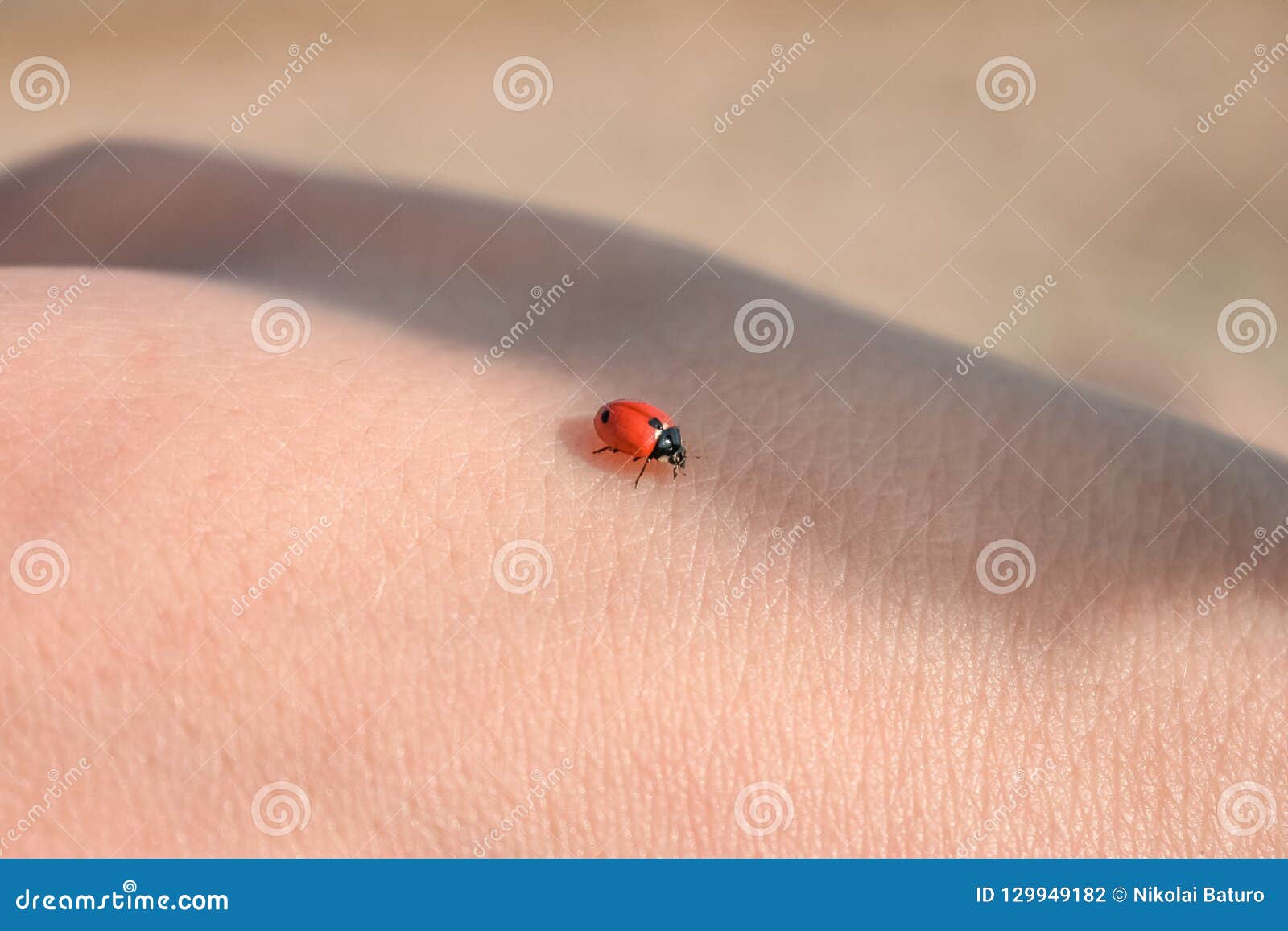 Ladybug on the Hand, Close-up Stock Photo - Image of outdoor, finger ...