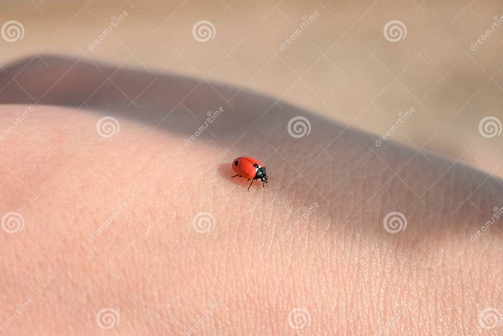 Ladybug on the Hand, Close-up Stock Photo - Image of outdoor, finger ...