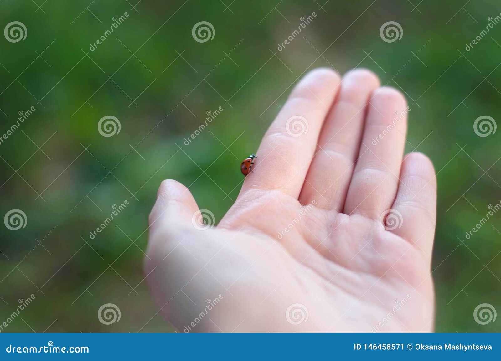 A Ladybug on a Hand, Closeup, Place for Text Stock Image - Image of ...