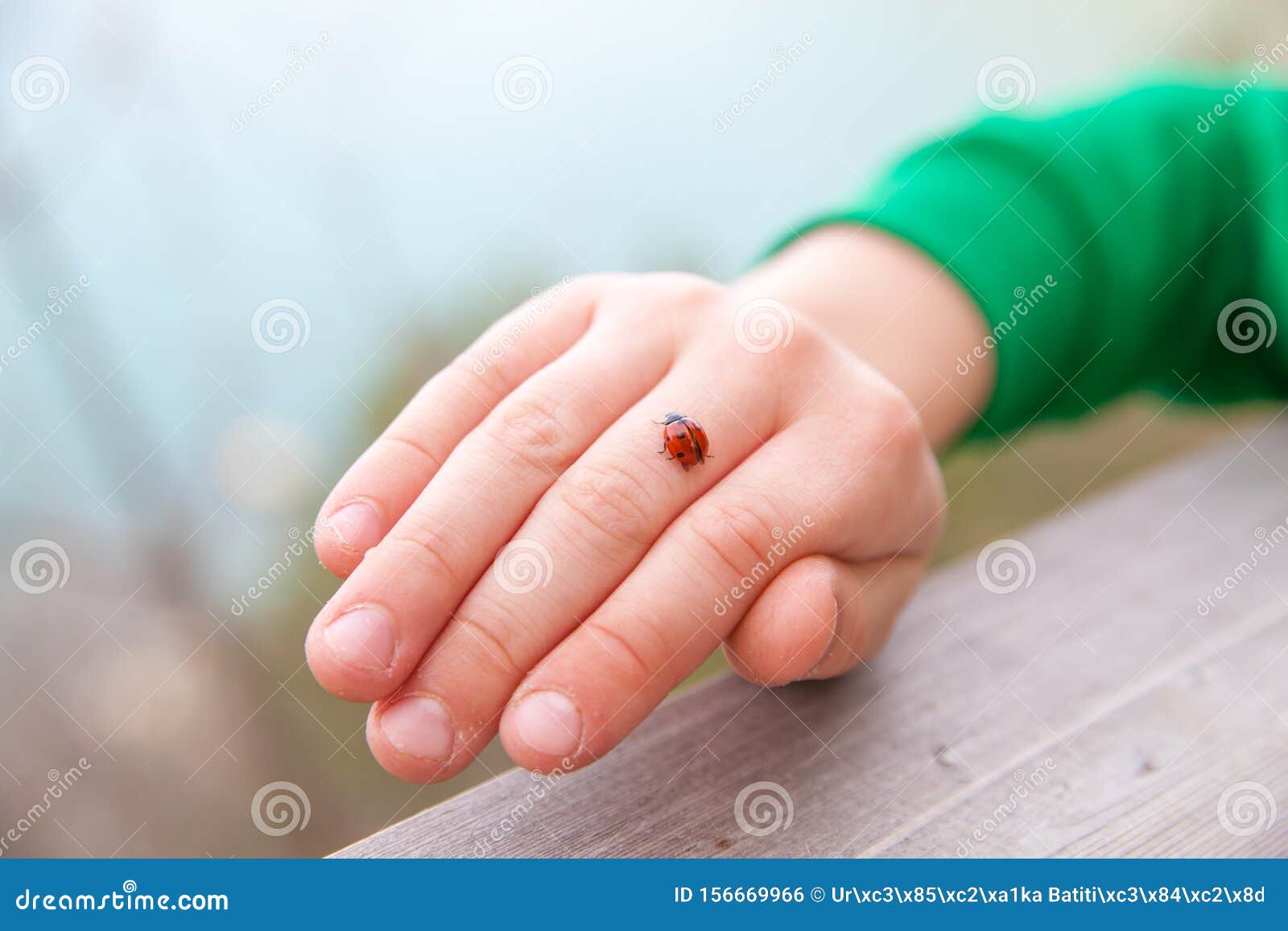 Ladybug on a hand stock photo. Image of beauty, blade - 156669966