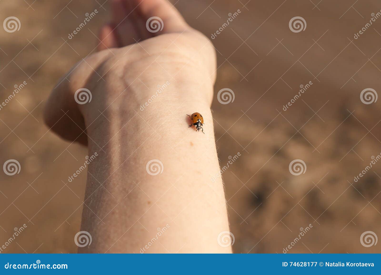 Ladybug on the hand stock image. Image of curiosity, hand - 74628177