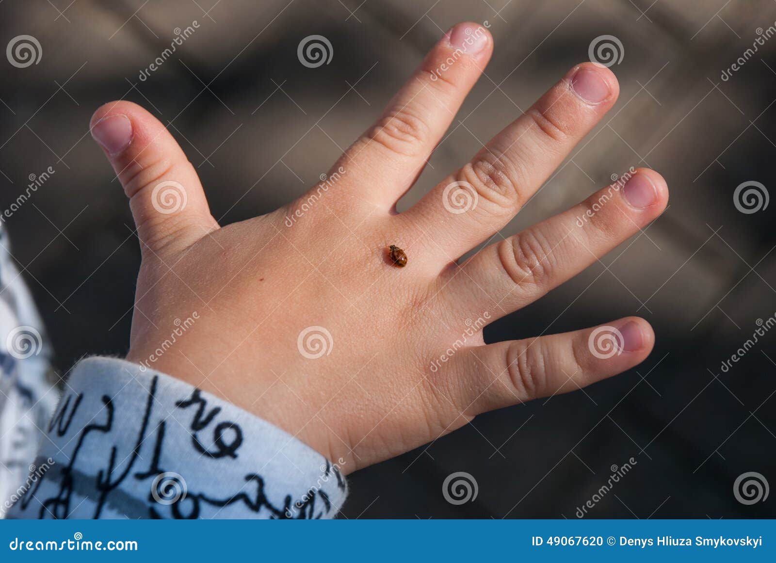 Ladybug on the hand stock photo. Image of abstract, shadow - 49067620