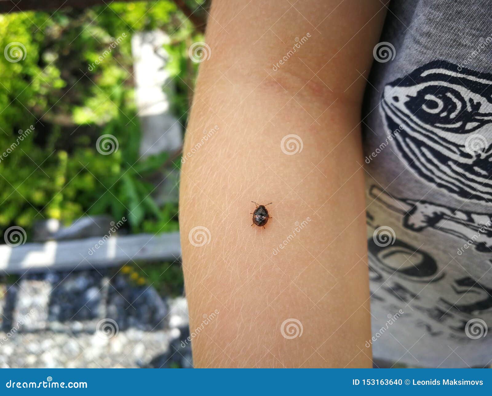 Ladybug Resting on a Childs Hand Stock Photo - Image of sitting ...
