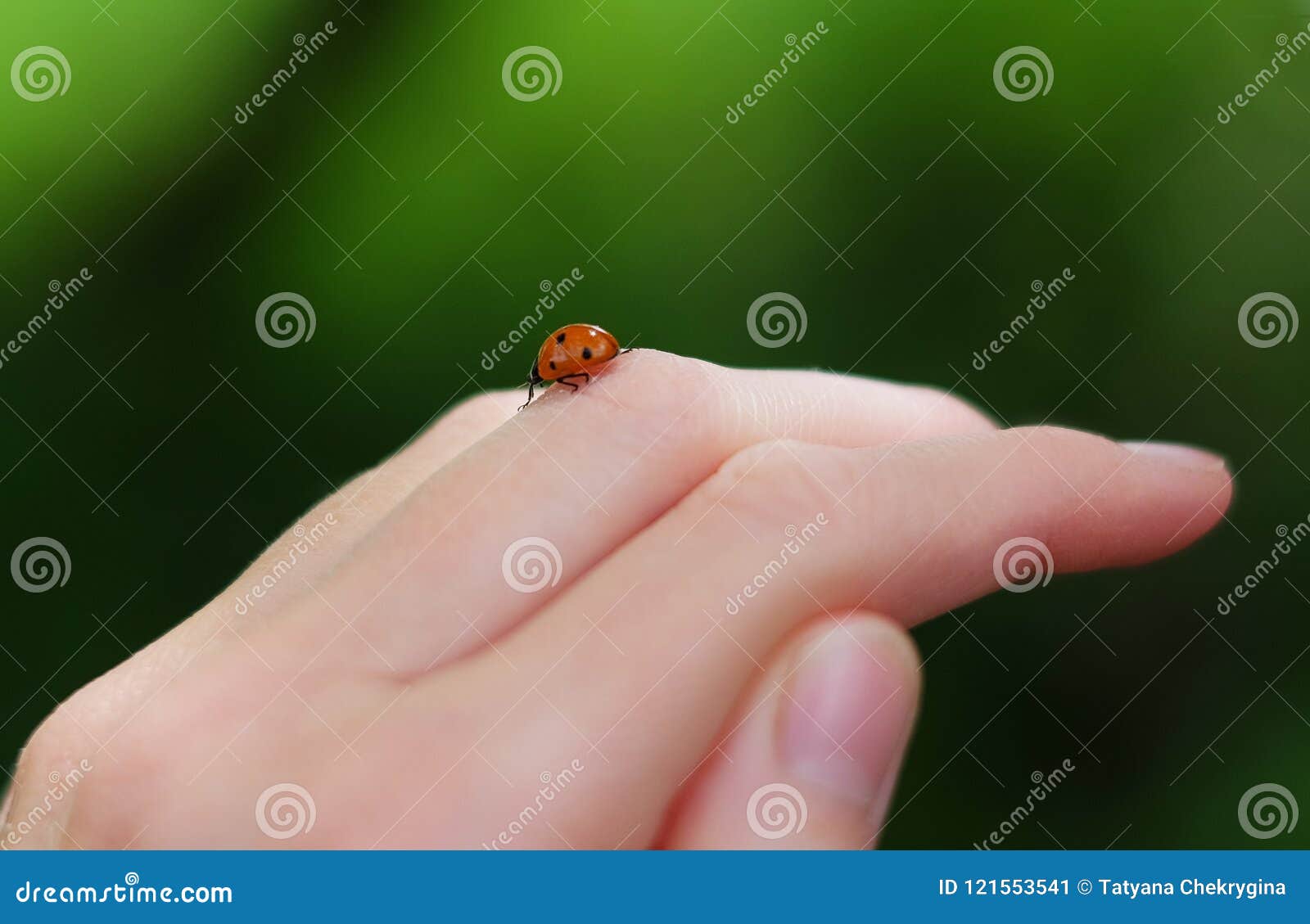 A ladybug on the hand. stock image. Image of solicitude - 121553541