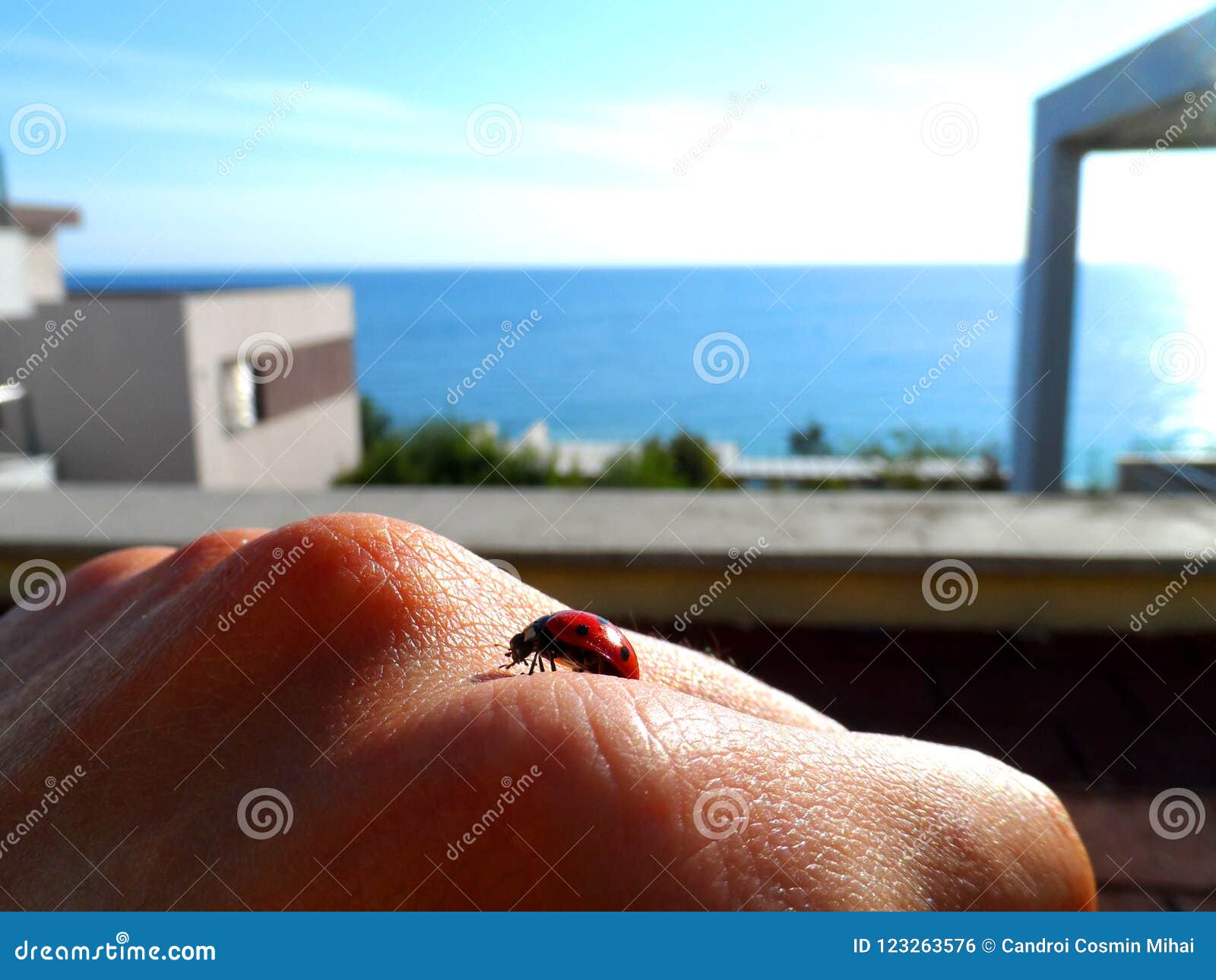 Ladybug on hand stock photo. Image of sunny, perfect - 123263576