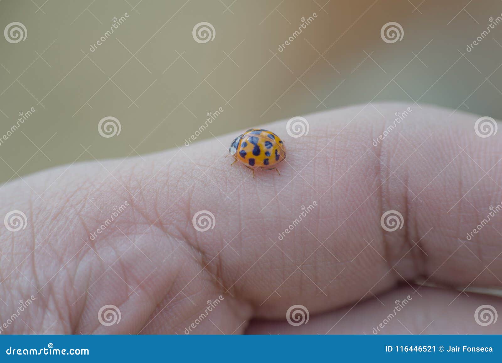 Ladybug in the Hand of a Person Stock Image - Image of alone ...