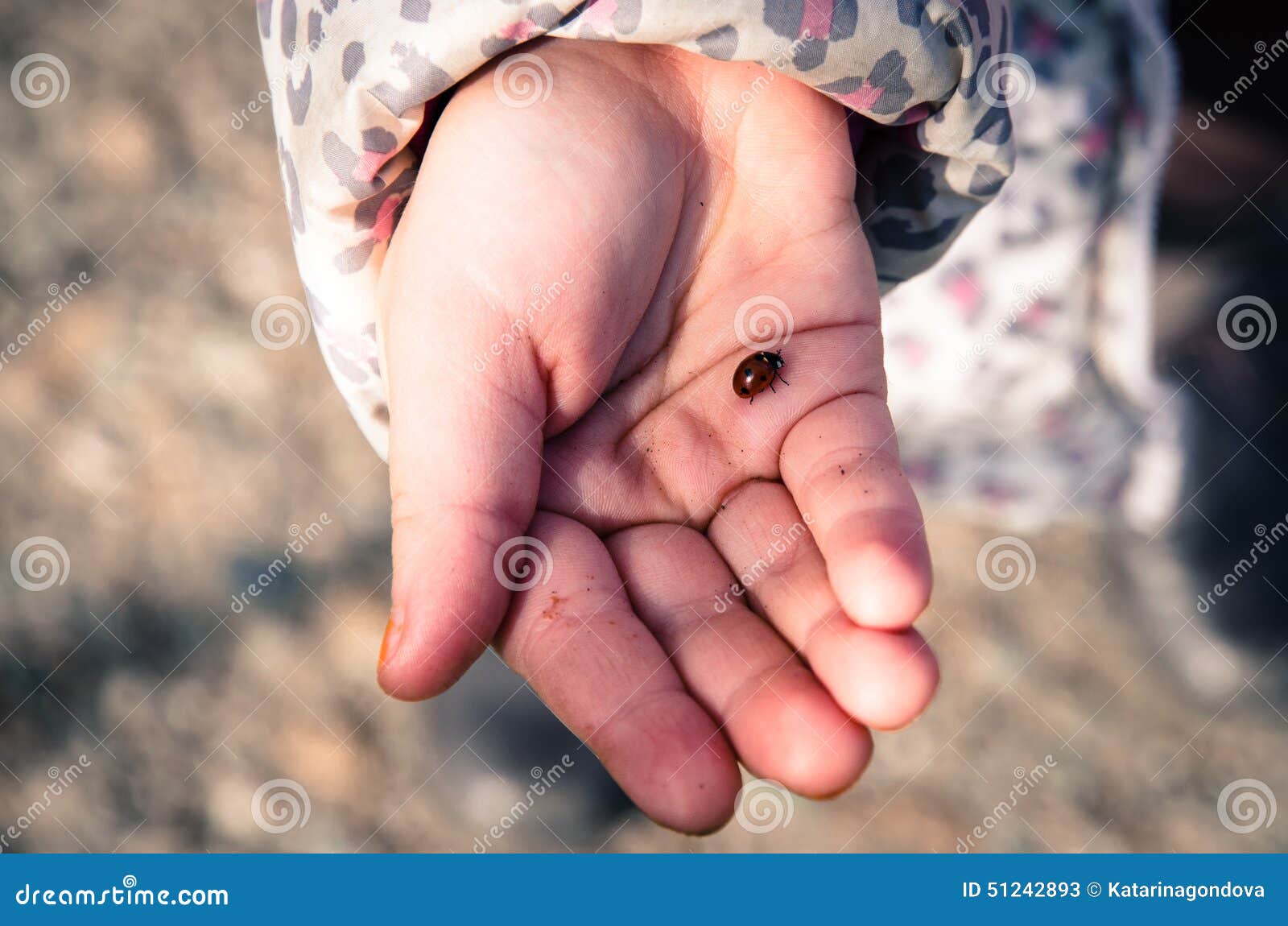 Ladybug in hand stock image. Image of detail, animal - 51242893