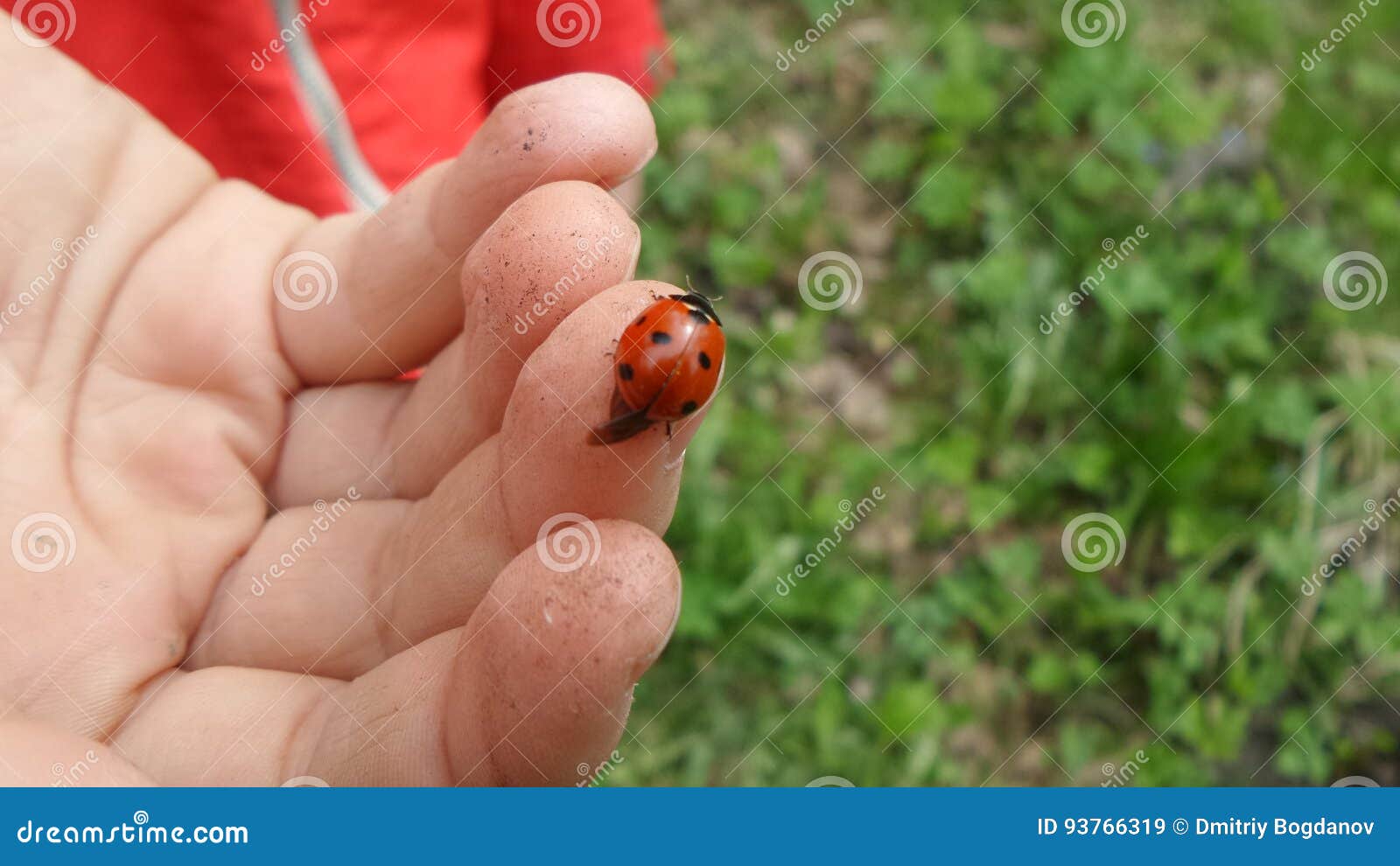 Ladybug on the hand stock image. Image of seating, insect - 93766319