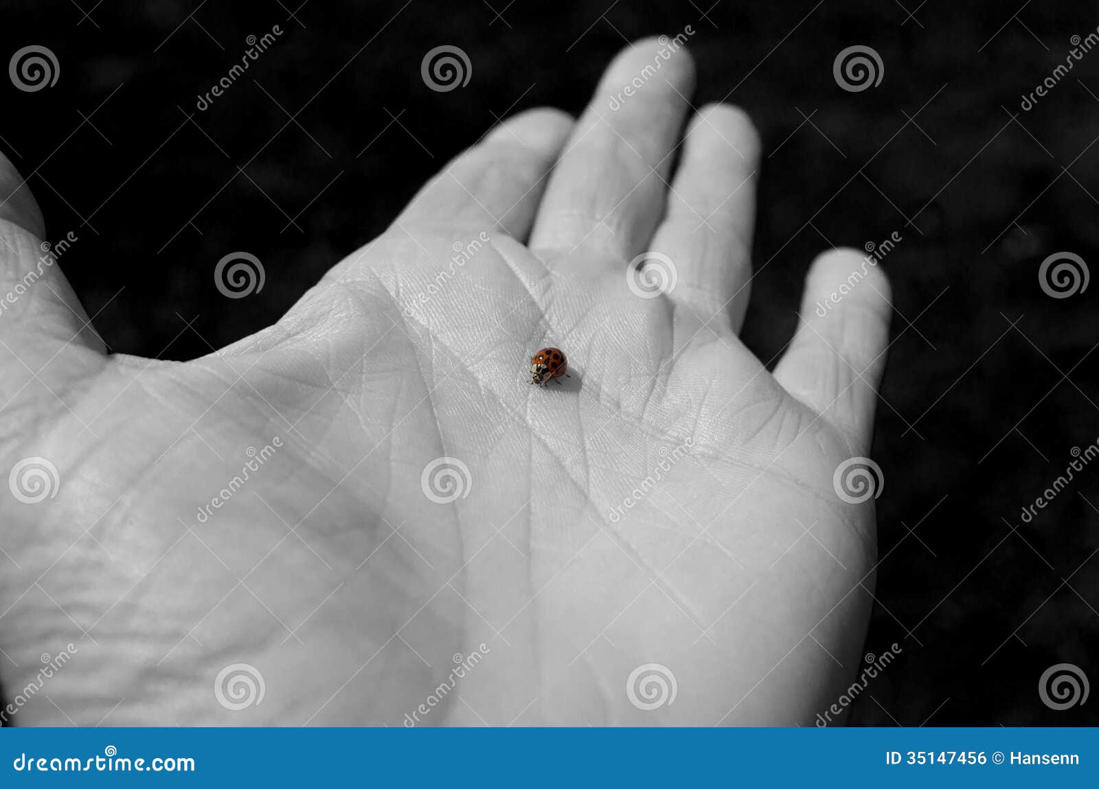 Ladybug on hand stock photo. Image of ready, open, scarab - 35147456