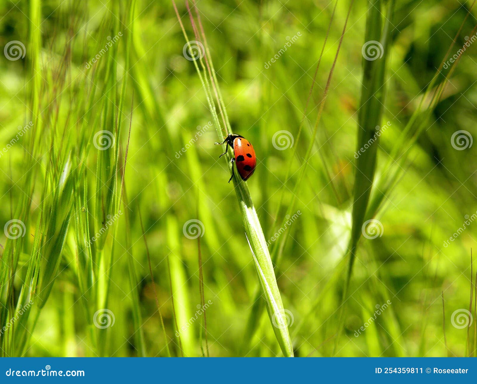 Ladybug hanging on stock image. Image of nature, grass - 254359811