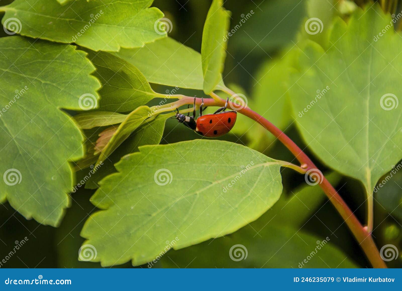 Ladybug Hanging Upside Down on a Branch in Macro Stock Image - Image of ...