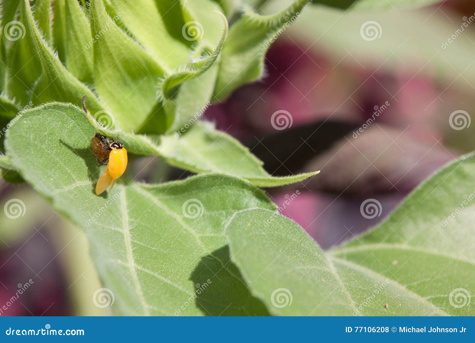 Ladybug hatching on leaf stock photo. Image of ladybug - 77106208