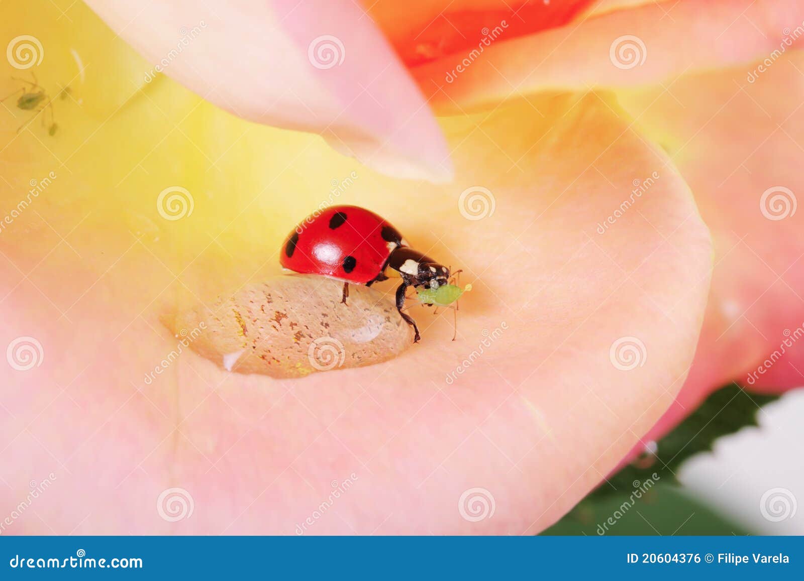 Ladybug On Rose Royalty-Free Stock Photo | CartoonDealer.com #4912725
