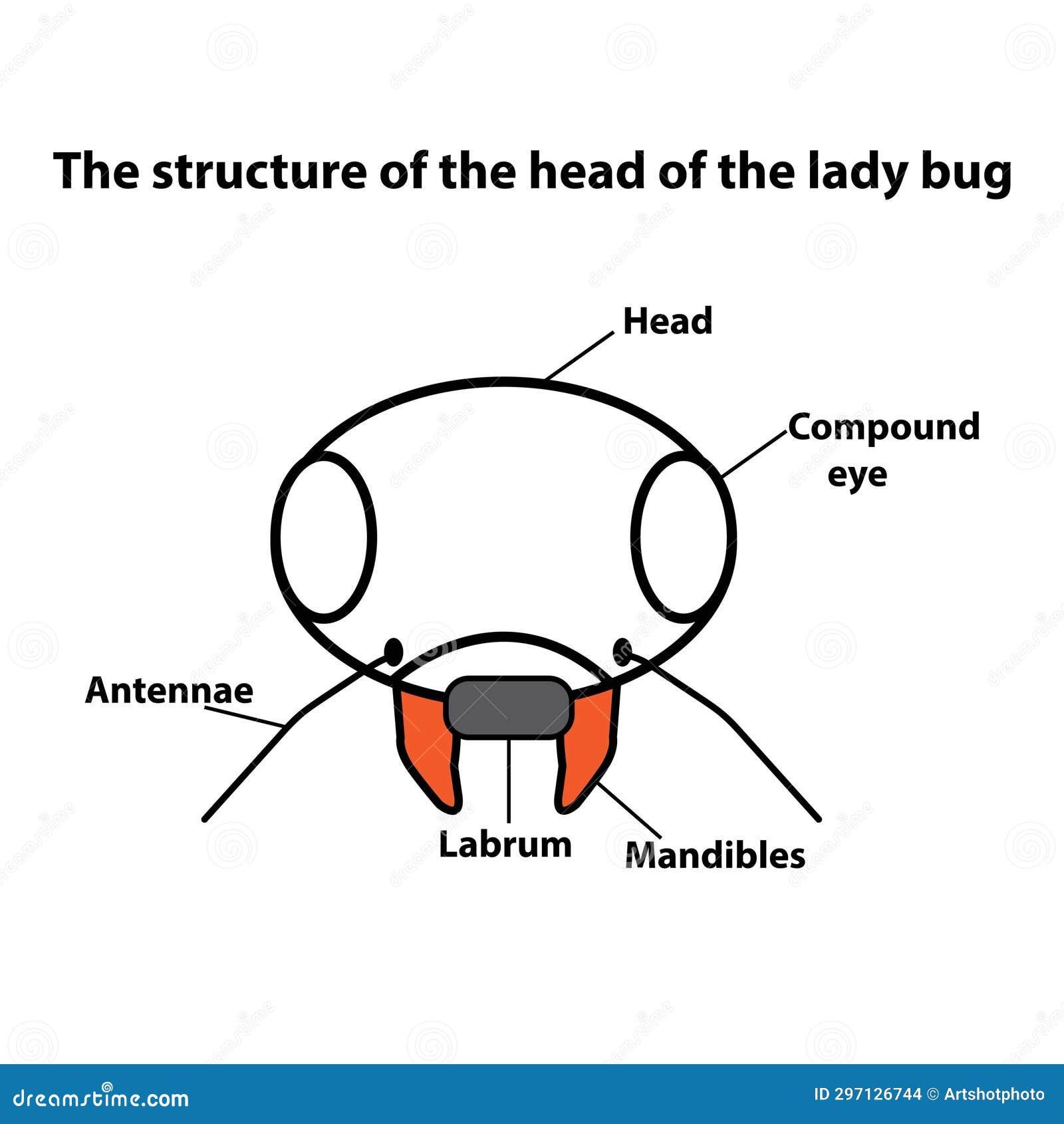 The Structure of the Head of the Lady Bug Stock Vector - Illustration ...