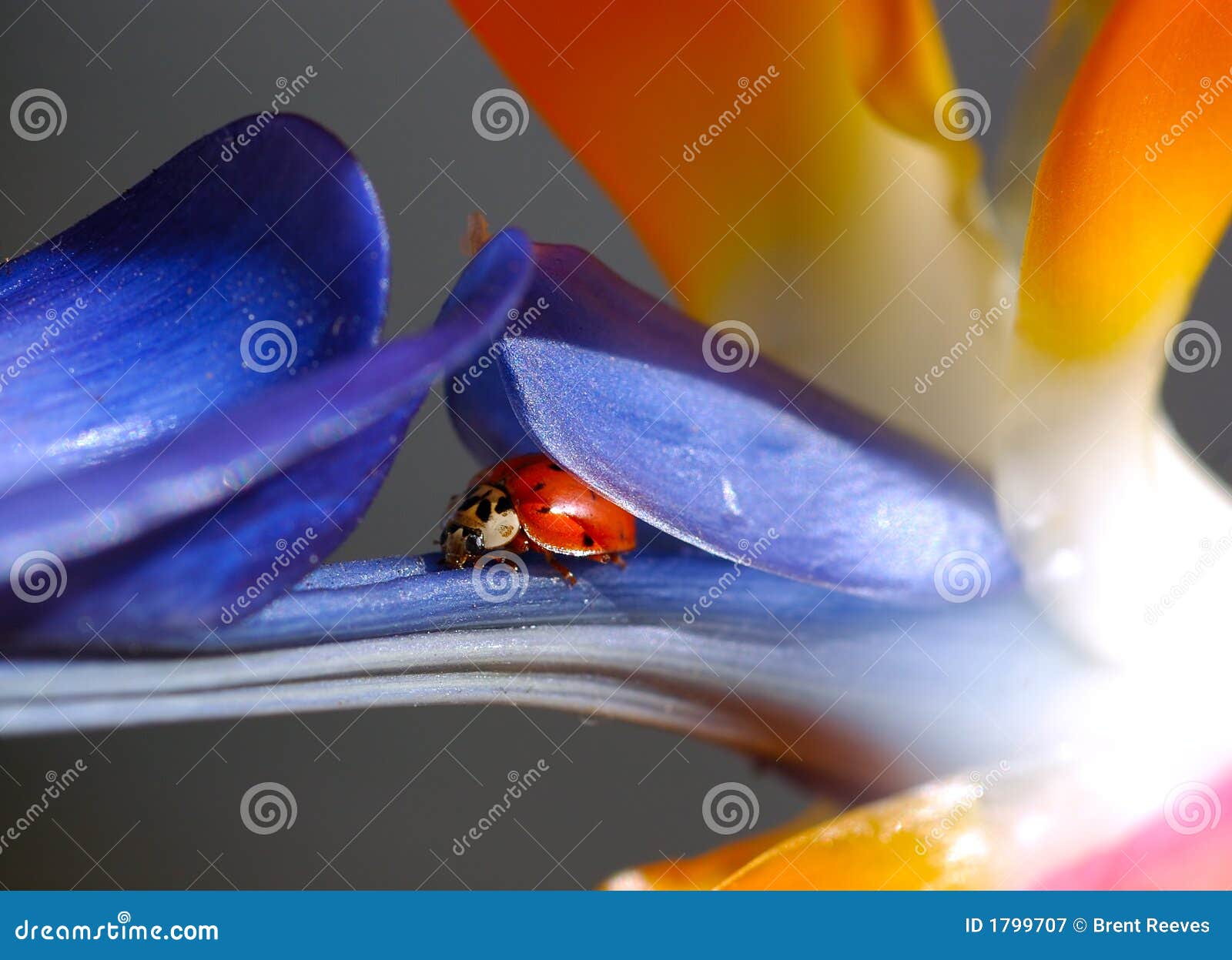 Ladybug Hiding stock image. Image of bird, depth, ladybug - 1799707