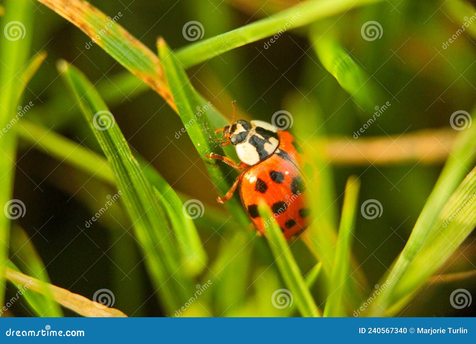 A Ladybug Hiding Behind the Grass Stock Photo - Image of insect, black ...