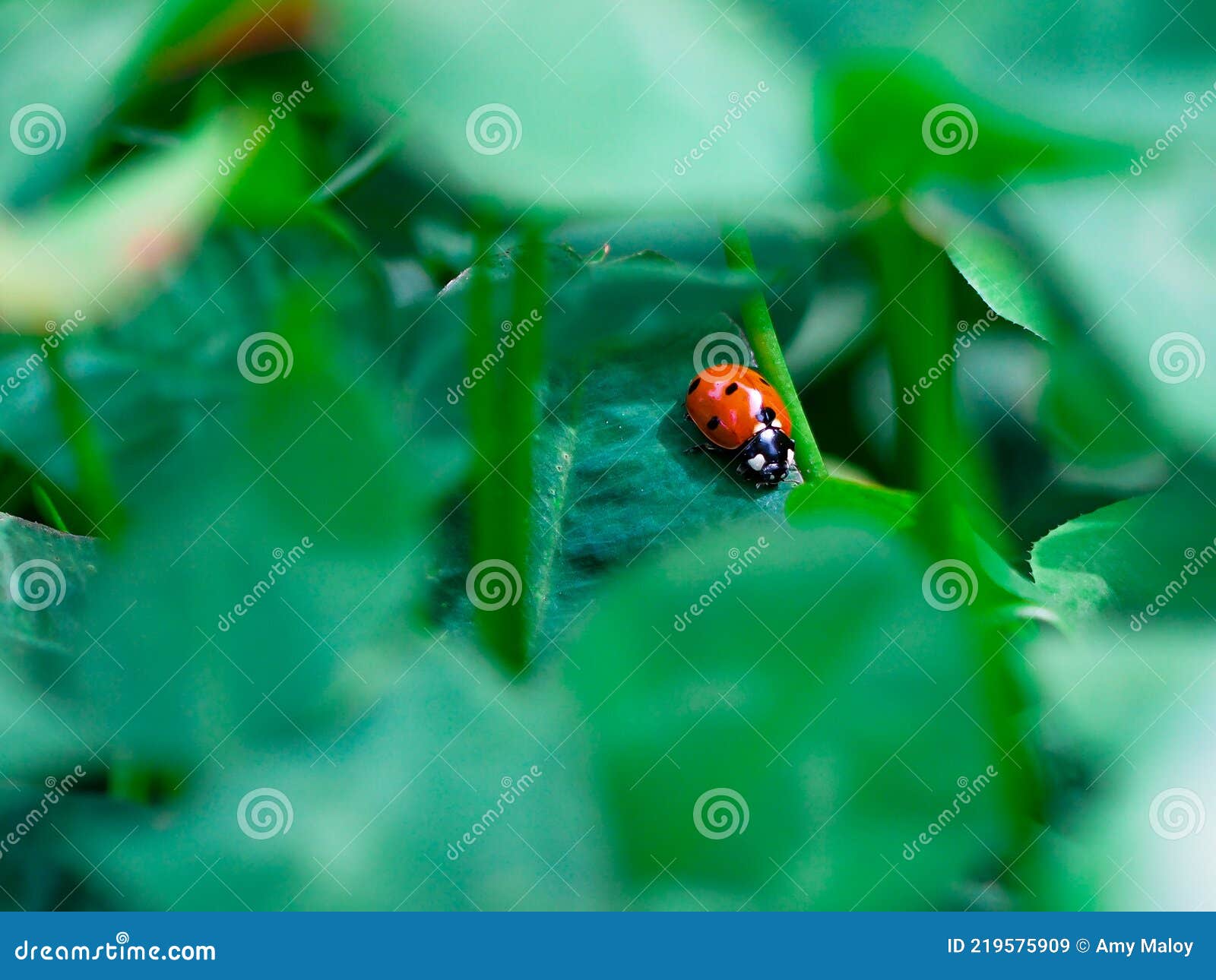 Ladybug Hiding in the Clover Stock Image - Image of plant, leaf: 219575909