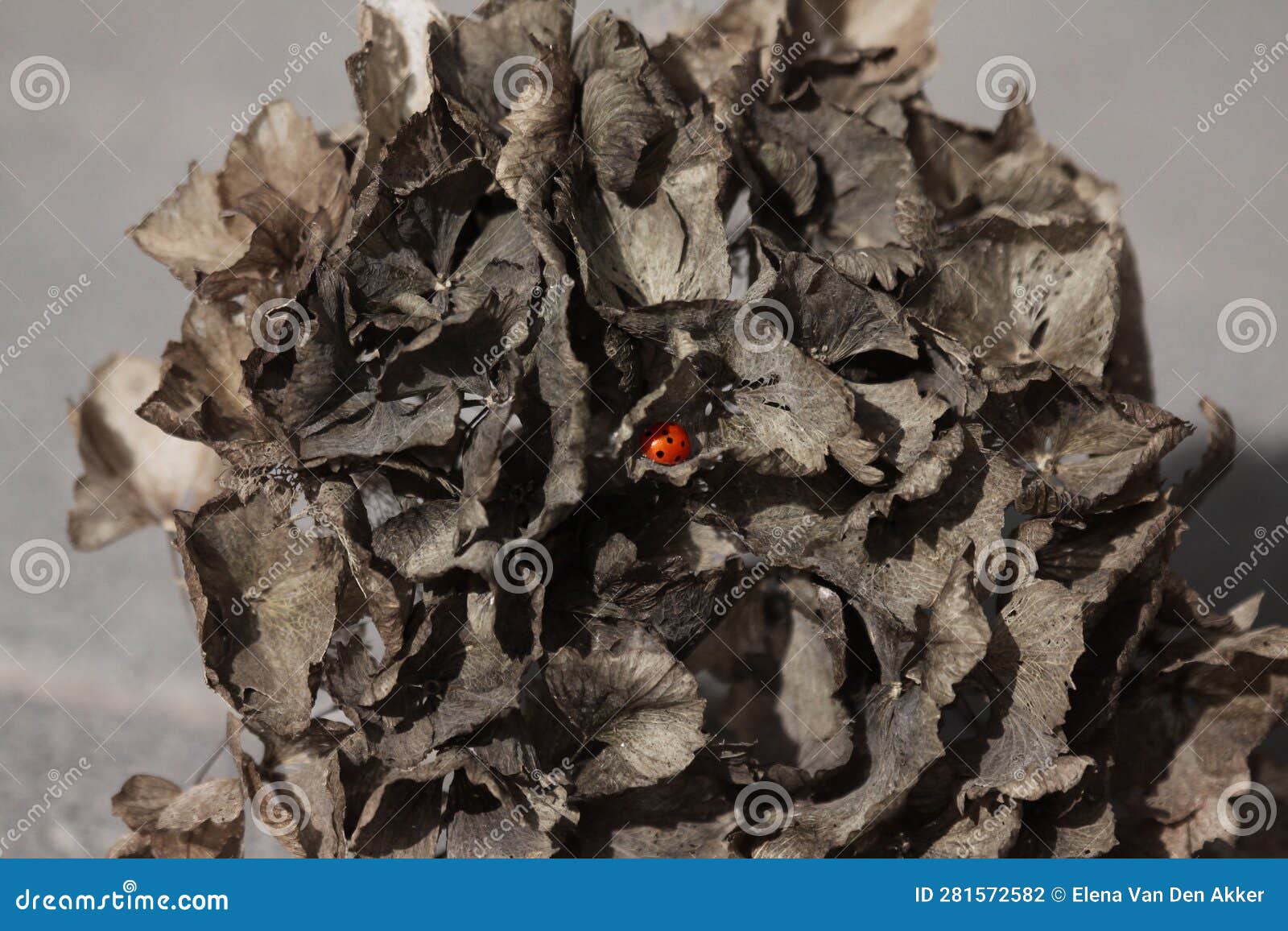 A Ladybug Hiding in a Dried Flower of a Hydrangea Stock Photo - Image ...
