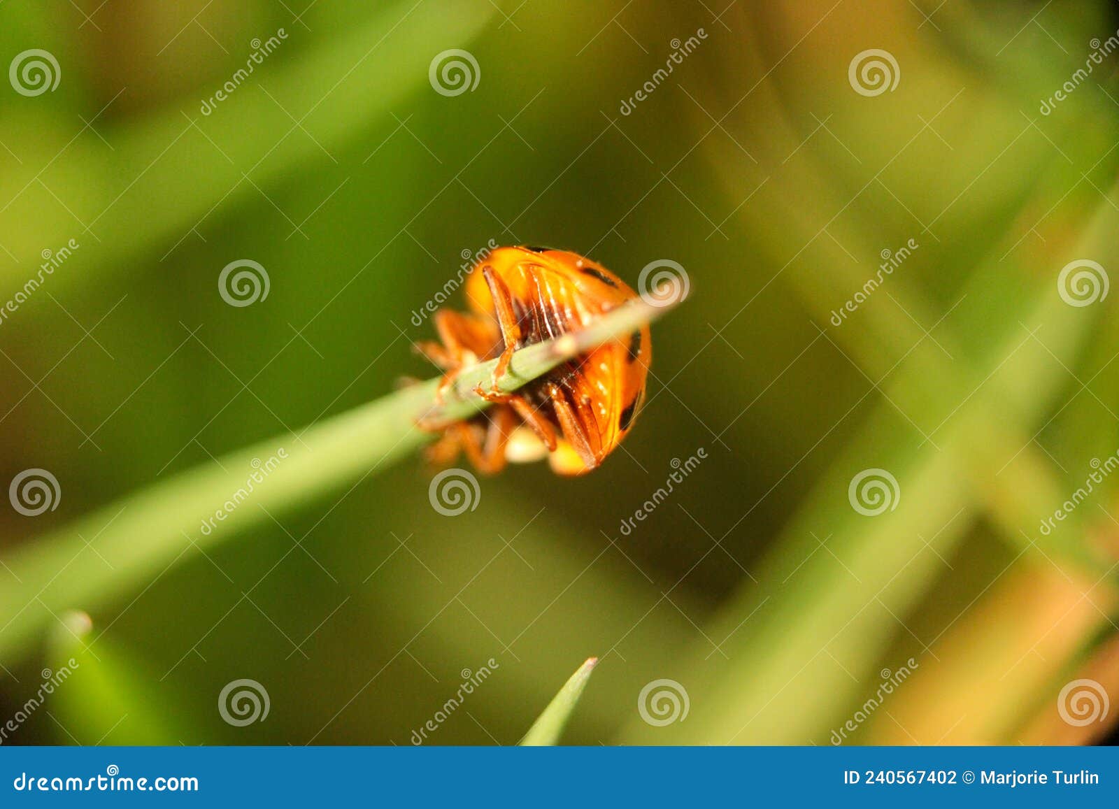 A Ladybug Hiding on the Top of the Grass Stock Photo - Image of ladybug ...
