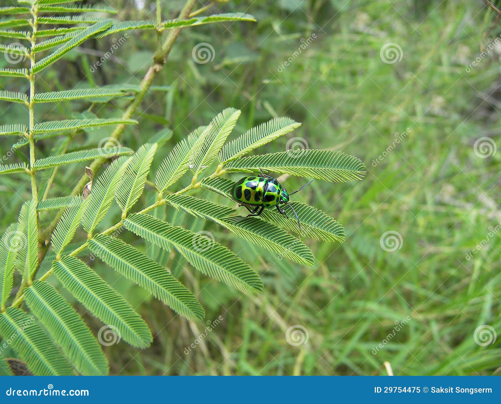 Ladybug stock image. Image of ladybug, creature, organism - 29754475