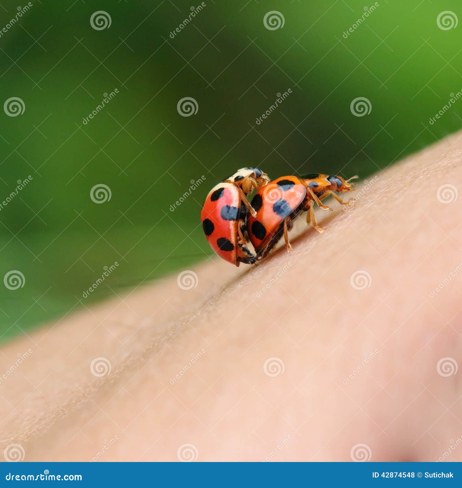 Ladybug on human skin stock photo. Image of natural, black - 42874548