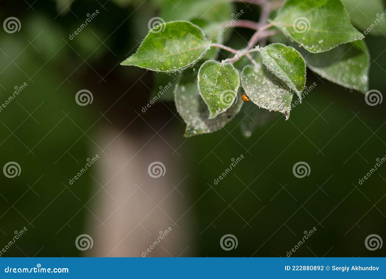 Ladybug Hunting on Aphid. Bio Control of Aphid on a Trees Stock Photo ...