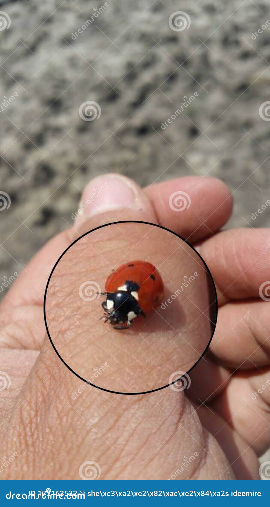 Ladybug stock photo. Image of lucky, hand, insect, ladybug - 173163532