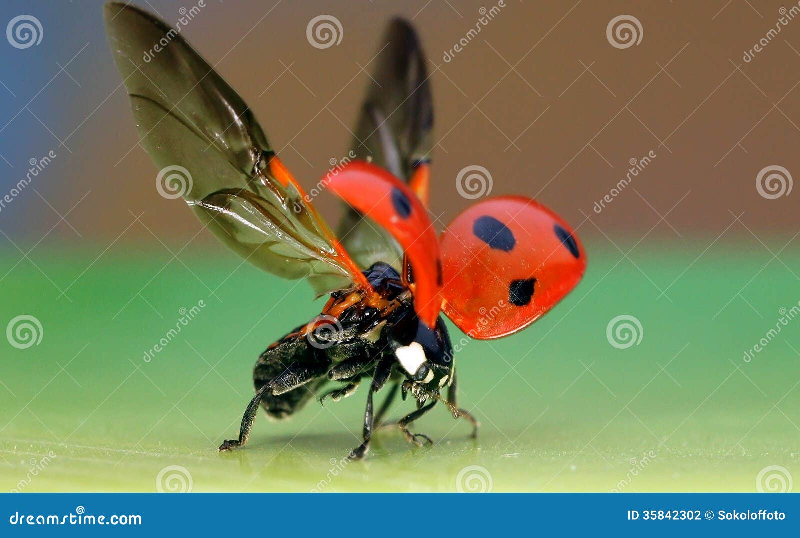 Ladybug stock photo. Image of bright, environment, meadow - 35842302