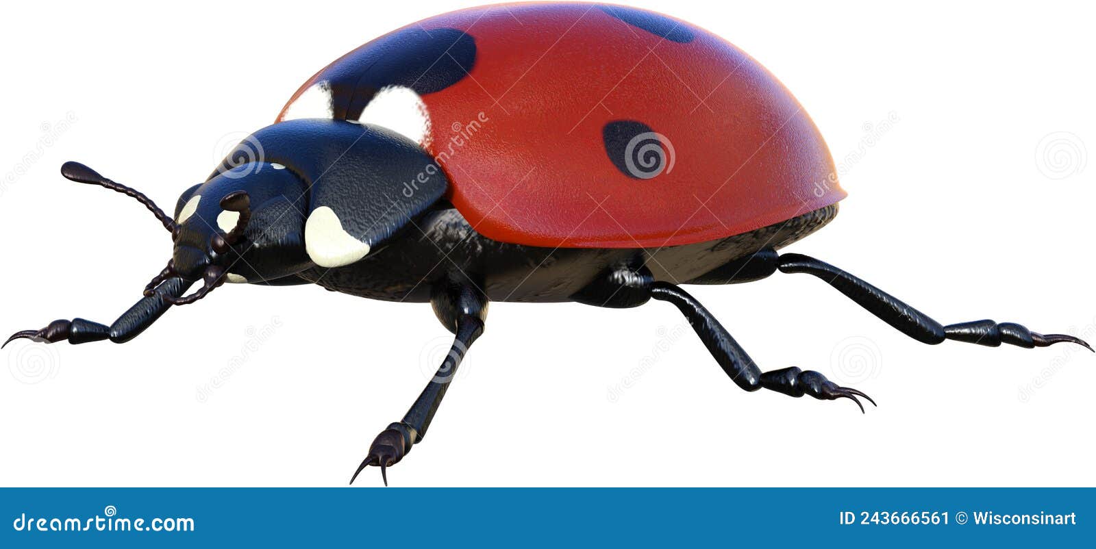Ladybug Insect, Bug, Nature, Isolated Stock Image - Image of ladybug ...